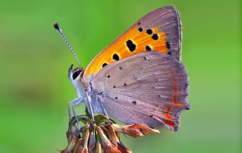Butterfly Monitor Trainings - Kalamazoo Nature Center