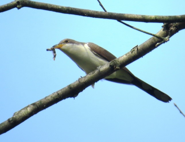 Kleinstuck Bird Surveys - Kalamazoo Nature Center