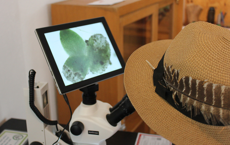 Exhibits - Kalamazoo Nature Center